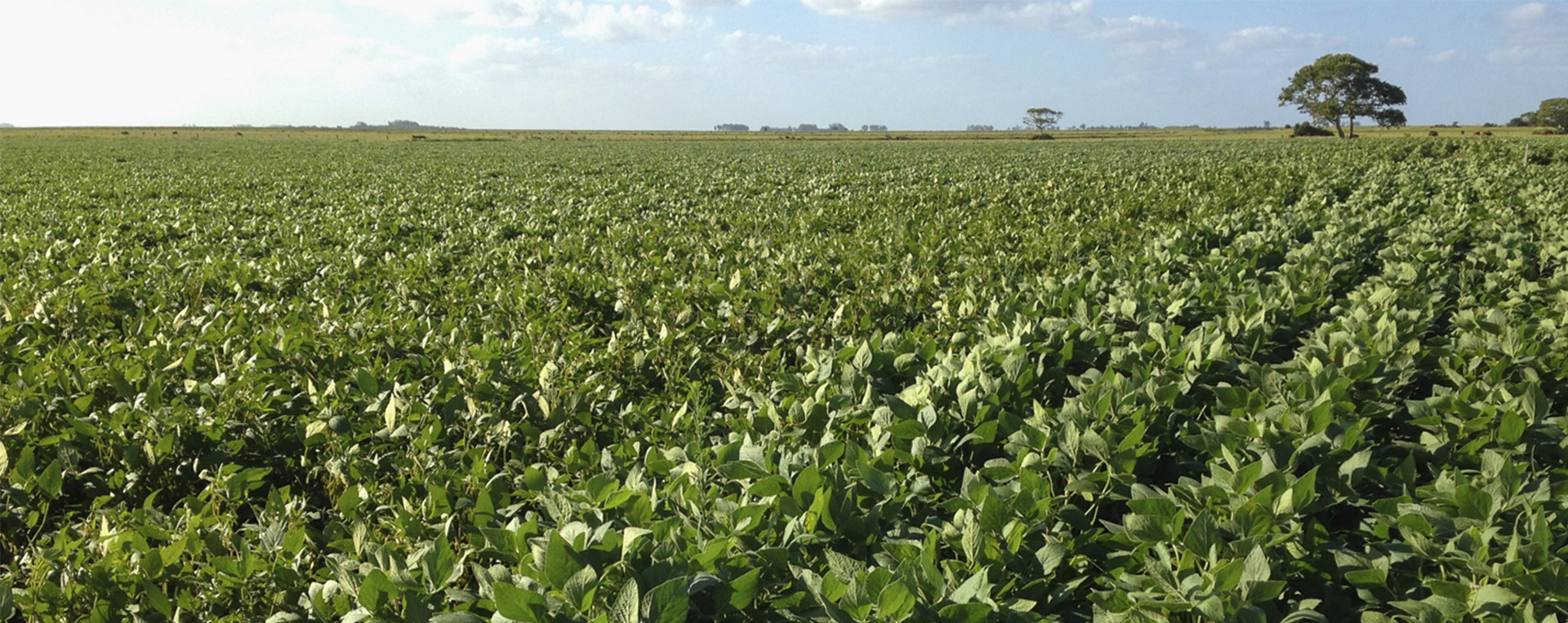 Agropecuária Canoa Mirim